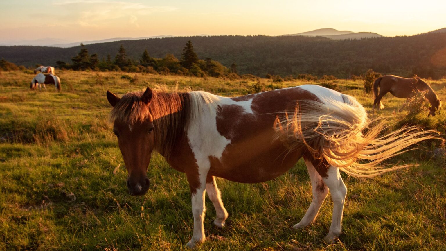 Outdoor Adventure - Visit Abingdon Virginia