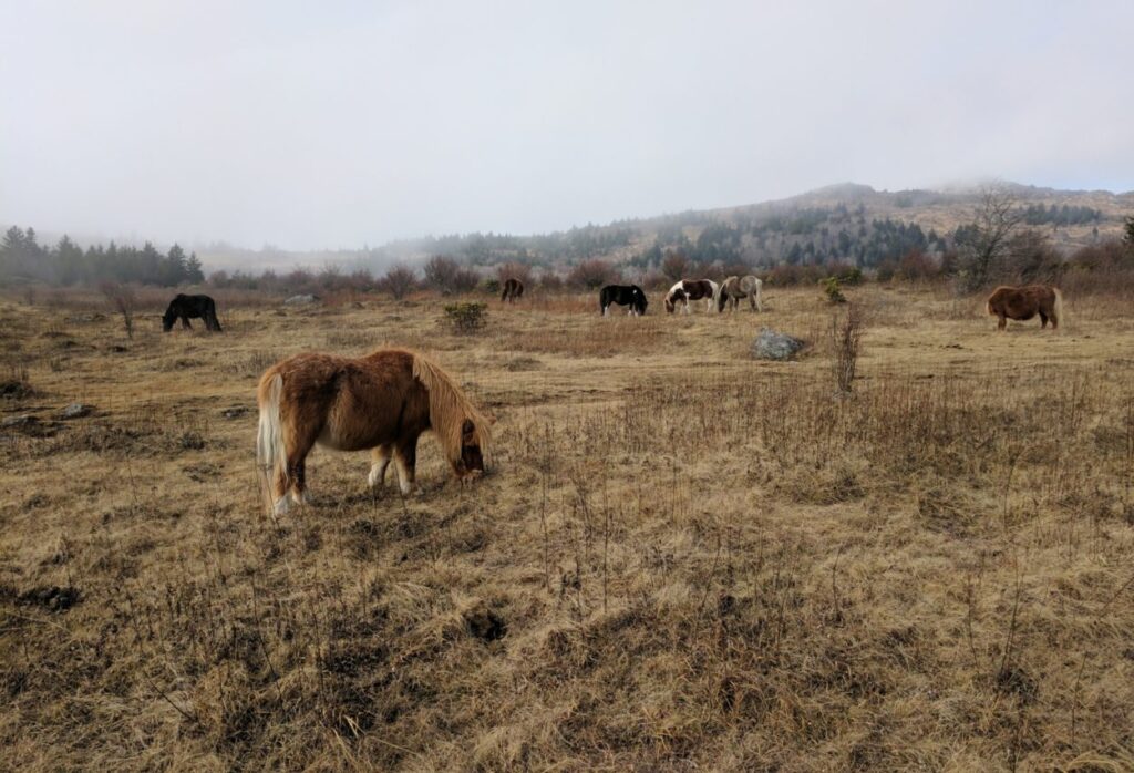 Grayson Highlands State Park - Visit Abingdon Virginia
